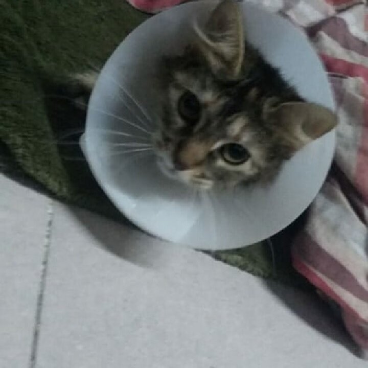 Veteriner materyalleri ve ekipmanları Centro Asistencial para los Animales, , foto