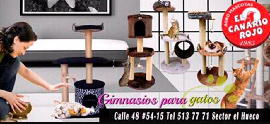 Veteriner eczaneleri Red canary, Medellin, foto