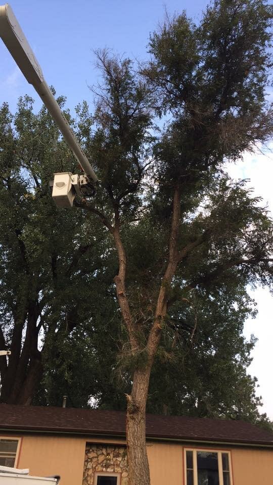 Bahçe ekipmanları ve teknolojileri Beaver Creek Tree Service, Kuzey Dakota Eyaleti, foto