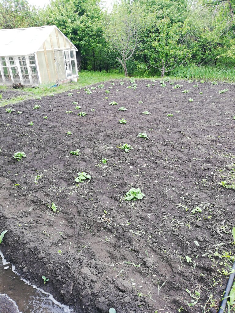 Toptan sebze ve meyve satışı Krestyansko-fermerskoye khozyaystvo Yermilovykh, Voronejskaya oblastı, foto
