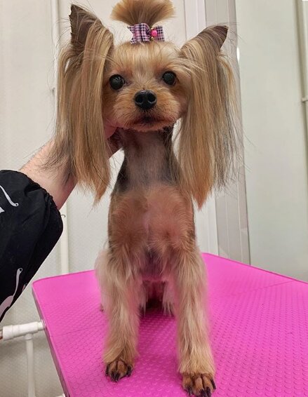 Evcil hayvan kuaförleri Стрижка собак, Moskova, foto