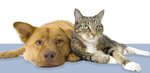 Tierärztin Dr. med. vet. Lehmann (Thuringia, Weimarer Land, Ottmannshäuser Straße, 4), evcil hayvan yetiştiricileri  Thüringen'den
