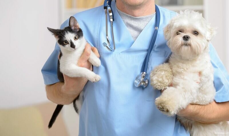 Veteriner klinikleri Veterinar i Ya, Yekaterinburg, foto