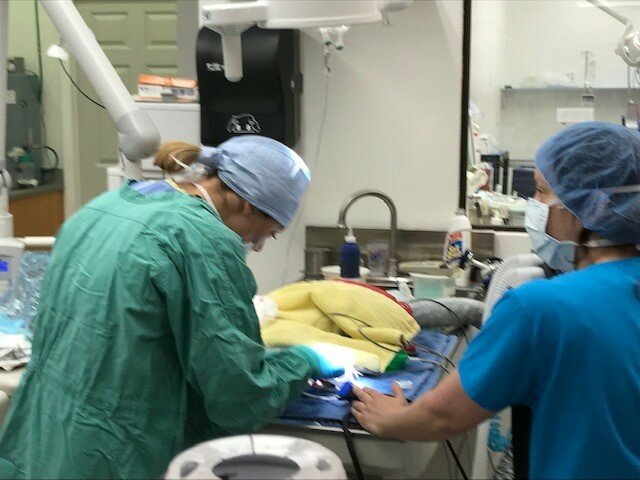 Evcil hayvan kuaförleri Vca Atwood Animal Hospital, Cranston, foto