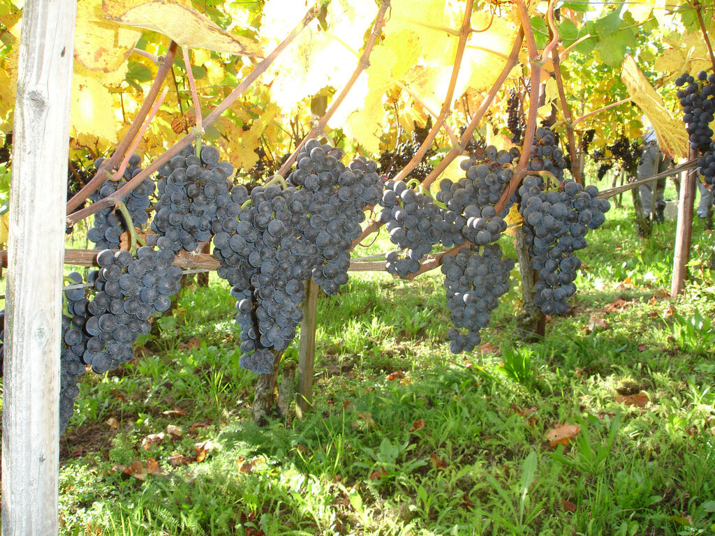 Şarap ve içki toptan satışları A & A Weinbau, Zürih, foto