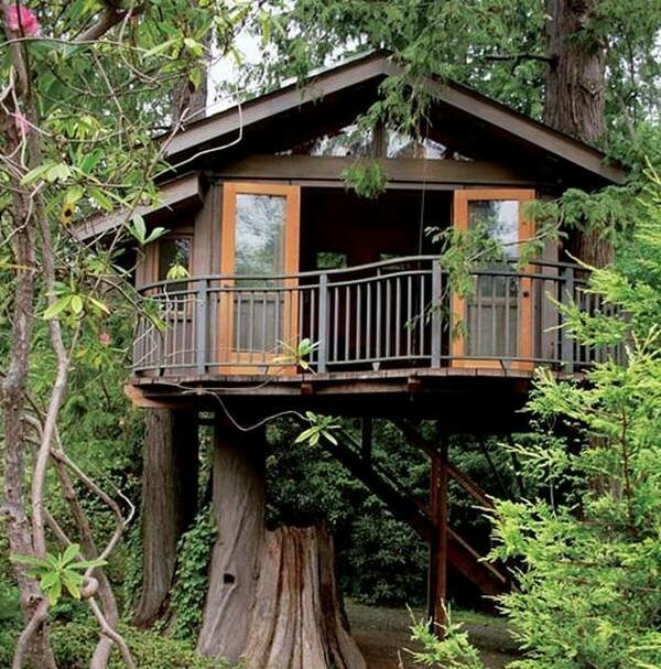 i̇nşaat firmaları MikeGrape Company - Treehouses, Krasnoyarski krayı, foto