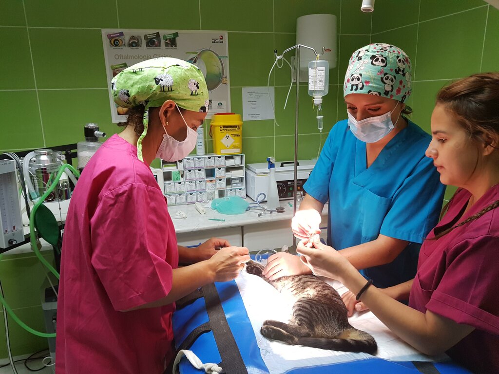 Veteriner klinikleri Centro Veterinario San Gregorio, Madrid, foto