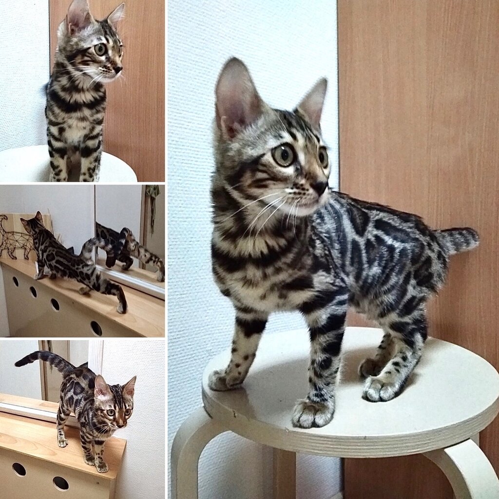 Pet otel Koshkin Dom, Saint‑Petersburg, foto