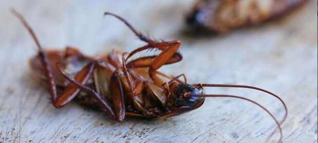 Haşere ilaçlama firmaları Fumigaciones Chao Cucarachas, , foto