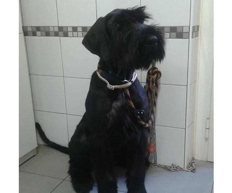 Hayvancılık Cosedacani, , foto