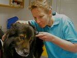 Tierarztpraxis am Mexikoplatz Dr. Dorothea Werning (Berlin, Lindenthaler Allee, 6), veteriner klinikleri  Berlin'den