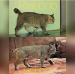 Cat Cattery Of Maine Coon And Pixiebob (Zadorny pereulok No:14), evcil hayvan yetiştiricileri  Yekaterinburg'dan