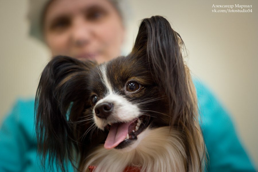 Veteriner klinikleri Rikki-Tikki-Tavi, Volgograd, foto