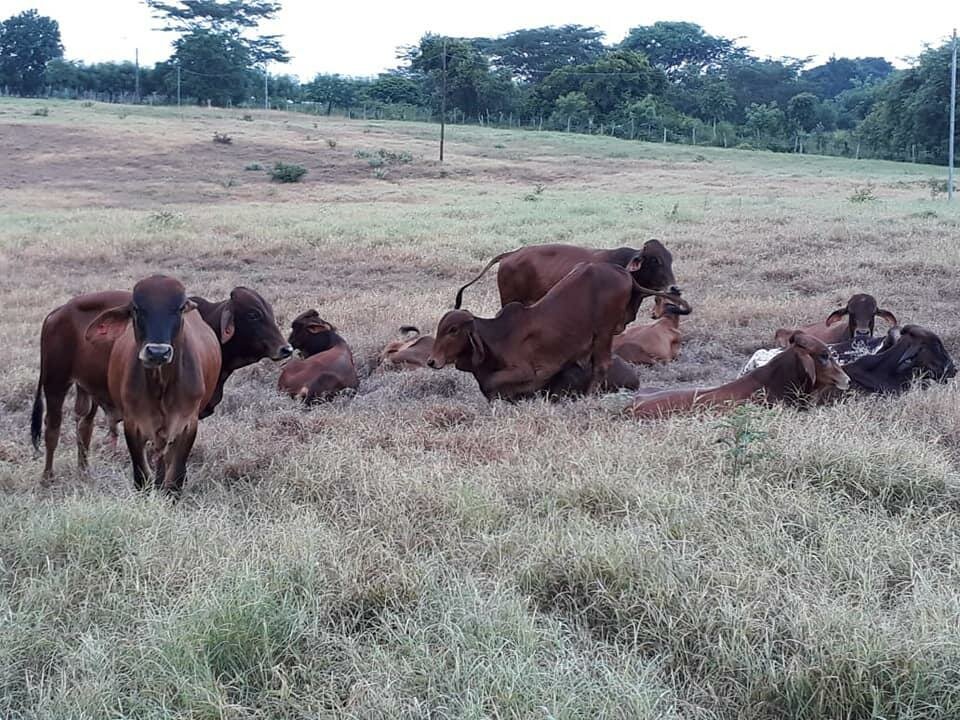 Evcil hayvan kuaförleri Genética de Panamá, Dünya, foto