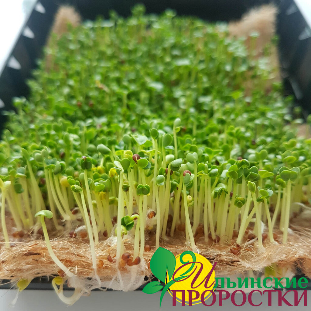 Market Ильинские проростки, Izhevsk, foto