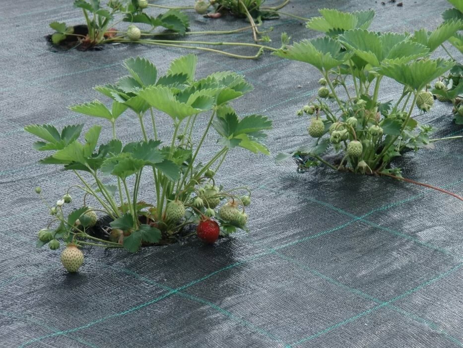 Bahçecilik mağazaları Agrotkani.com, Moguilev, foto