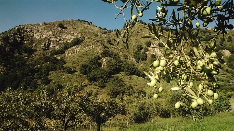 Tarım ürünleri firmaları Azienda Agricola Vitivinicola Ruggeri Giuseppe, Sicilya, foto