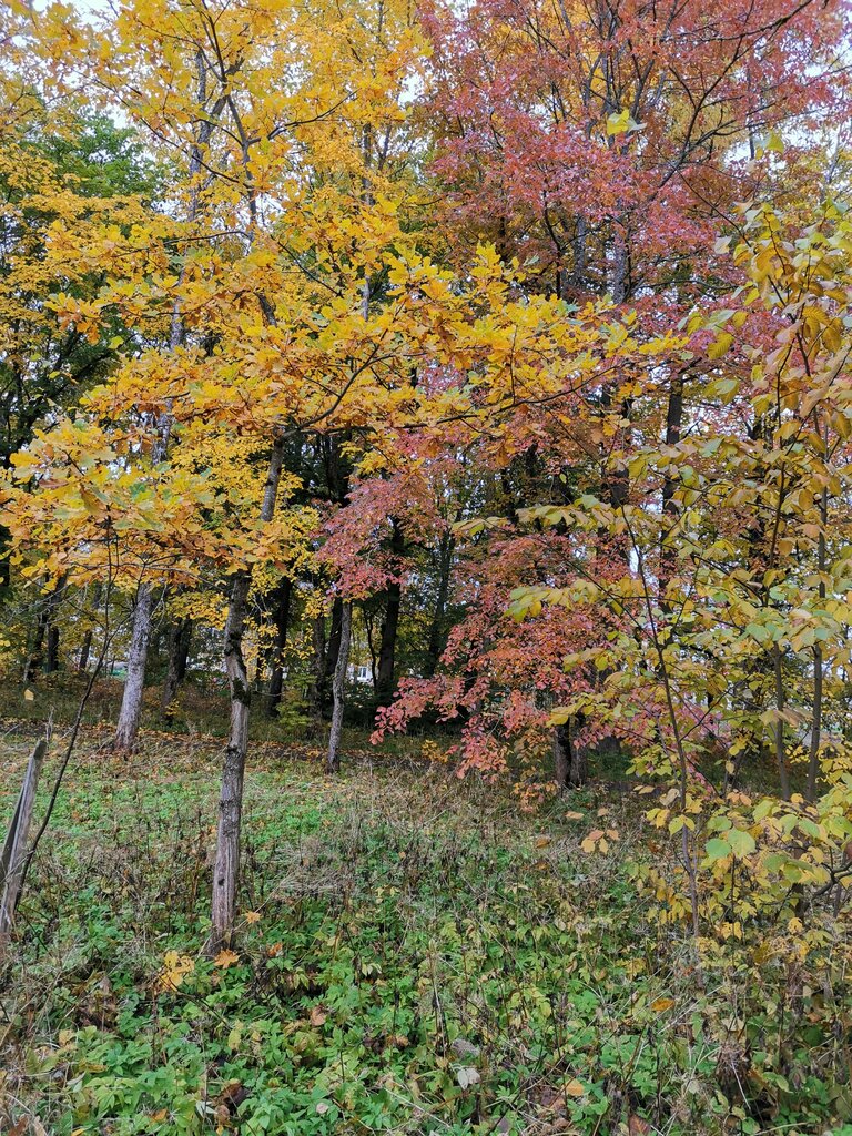 Kültür ve eğlence parkları парк усадьбы Сельцо, Saint‑Petersburg ve Leningradskaya oblastı, foto