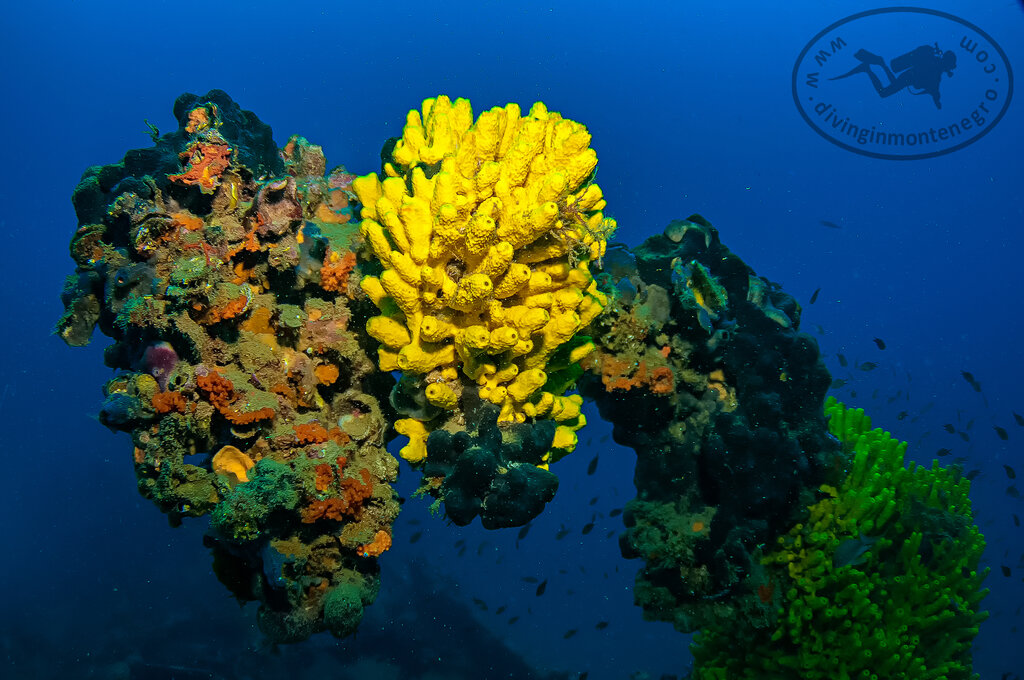 Dalış kulüpleri ve eğitim merkezleri Diving in Montenegro. Dc Peoples, Herceg Novi, foto