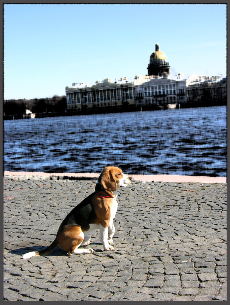 Evcil hayvan yetiştiricileri Plemennoy pitomnik Shegoday, Sosnoviy Bor, foto