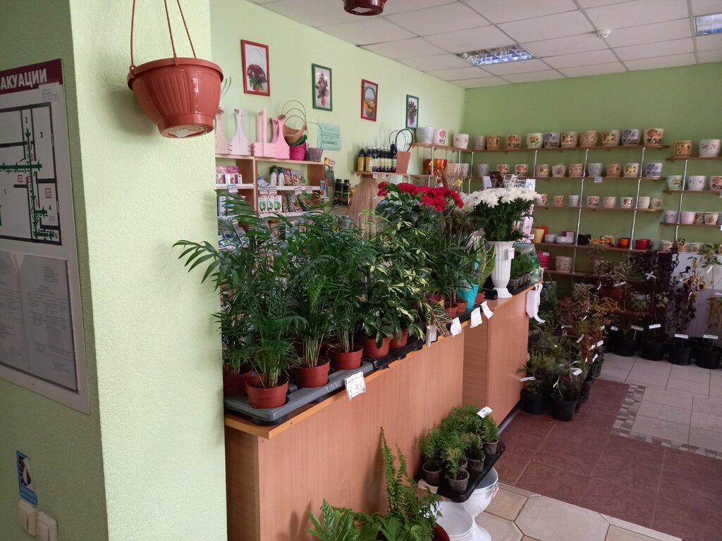 Çiçekçiler Mir Tsvetov i Dekorativnykh Rasteny magazin № 4 Kpup Mogilevzelenstroy, Moguilev, foto