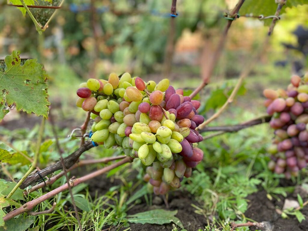 Fidan yetiştiriciliği Svoy-Vinograd.ru, Moskova ve Moskovskaya oblastı, foto