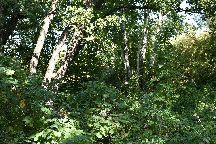 Pınar, çay Гидрогеологический памятник природы Урочище Атамановский родник, Orenburgskaya oblastı, foto