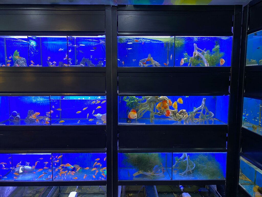Petshop Aquazoo Ana, Katalonya, foto