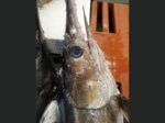 Fish Mar (Venice, Fondamenta dei Testori), toptan gıda mağazaları  Venedik'ten