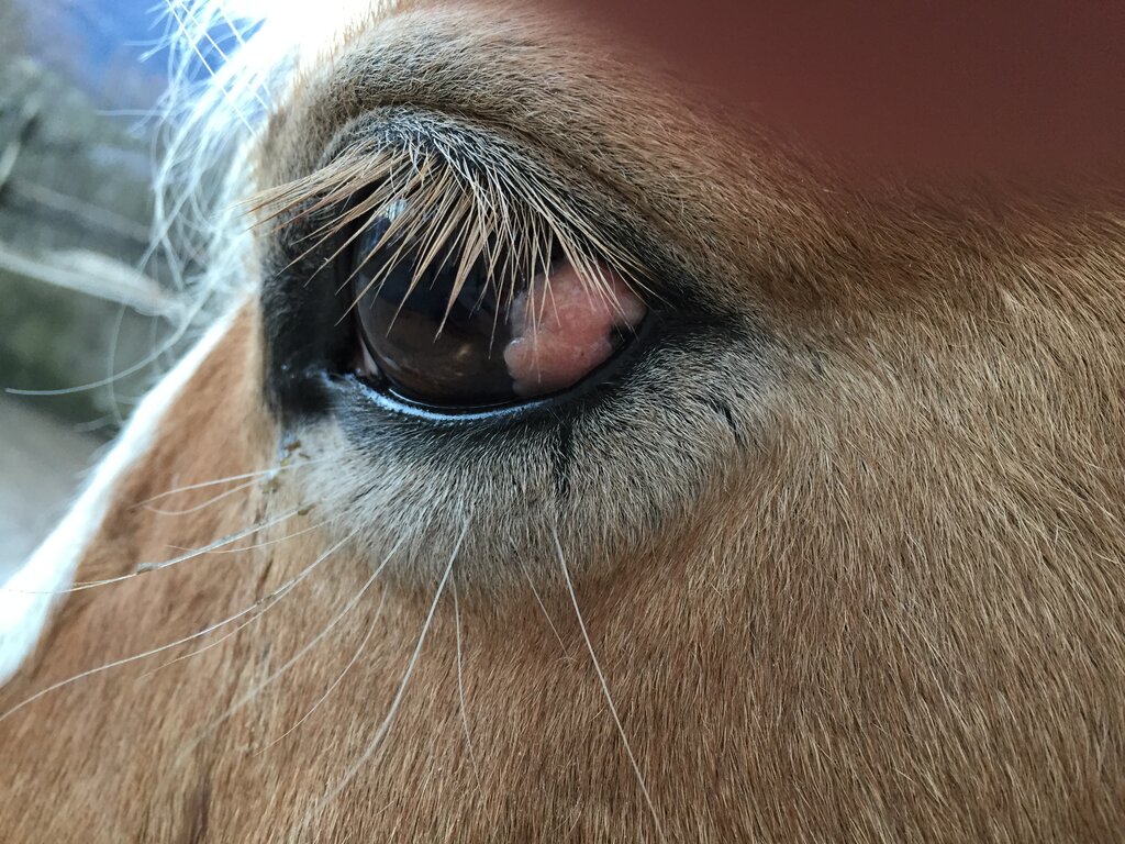 Veteriner klinikleri Tierarztpraxis Am Schörberg, Yukarı Avusturya, foto