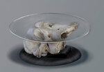 Ru_taxidermy (Chernitsynsky Drive No:3, Moscow), hayvan postu doldurma  Moskova'dan