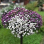 Rassada (ulitsa Chernoy Smorodiny No:40), sera ve bahçe ürünleri  Krasnoyarsk'tan