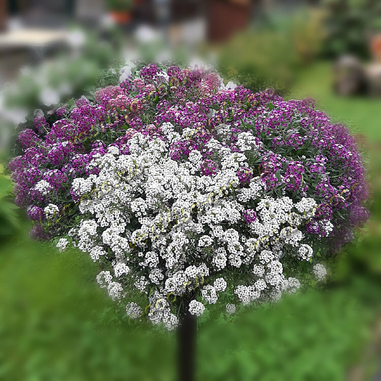 Sera ve bahçe ürünleri Rassada, Krasnoyarsk, foto