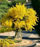 Mimosa (Sovetskaya Street No:1), çiçekçiler  Kaşira'dan