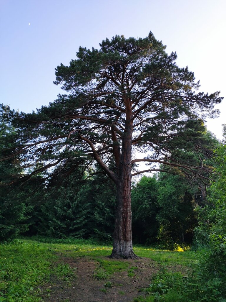 Doğa Сосна любви, Altayski krayı, foto