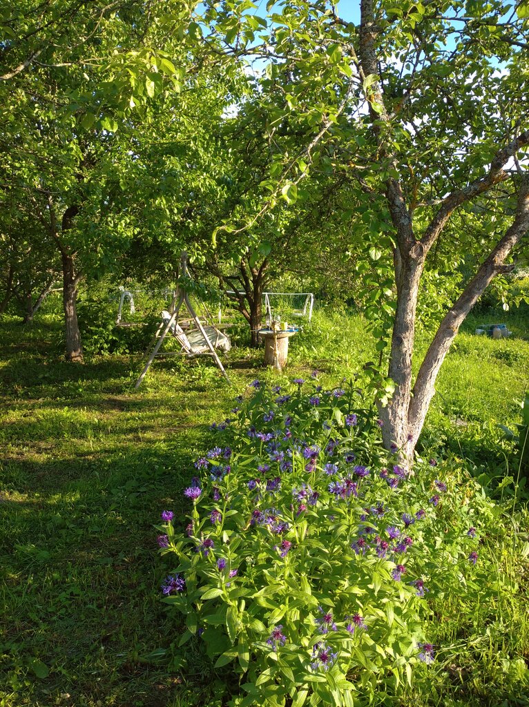 Hayvancılık Виковщина, Volhov, foto