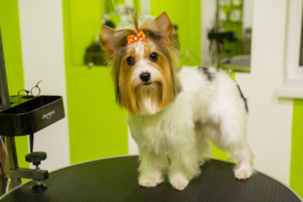 Evcil hayvan kuaförleri Stylniy Hvostik, Soçi, foto