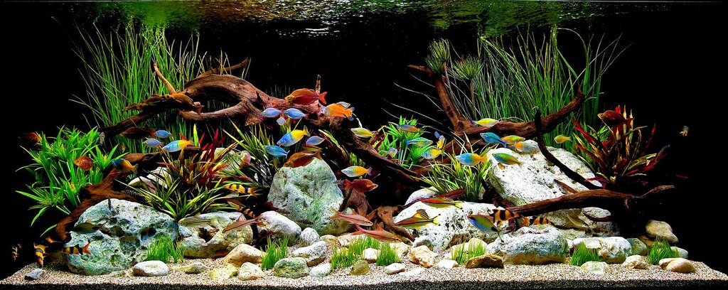 Petshop Aqua-Design, Diatkovo, foto