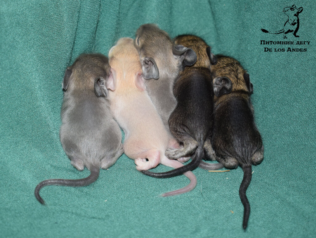 Evcil hayvan yetiştiricileri Pitomnik degu De los Andes, Moskova ve Moskovskaya oblastı, foto
