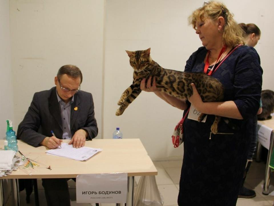 Evcil hayvan yetiştiricileri Nursery Threecats, Kohma, foto