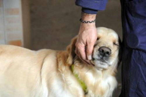 Veteriner klinikleri Clínica Veterinaria V3 Lleida, Lleida, foto