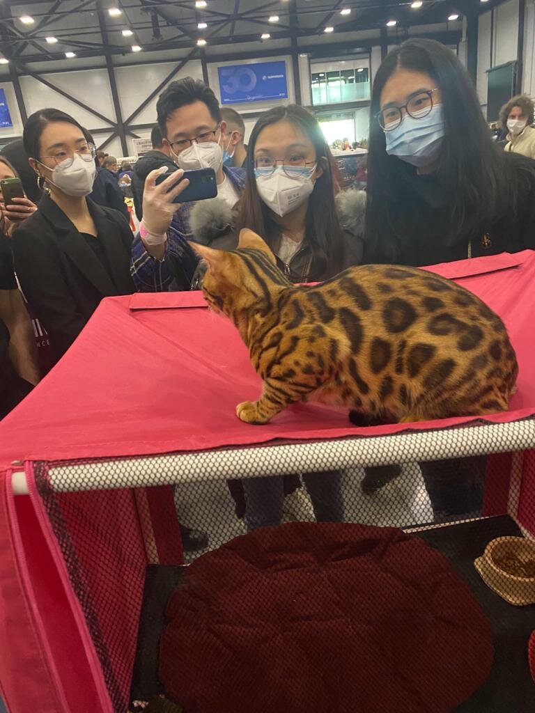 Evcil hayvan yetiştiricileri Cyberstar Bengal cattery, Saint‑Petersburg, foto