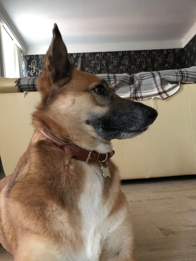 Petshop Online store Gaf-Gaf, Moskova, foto