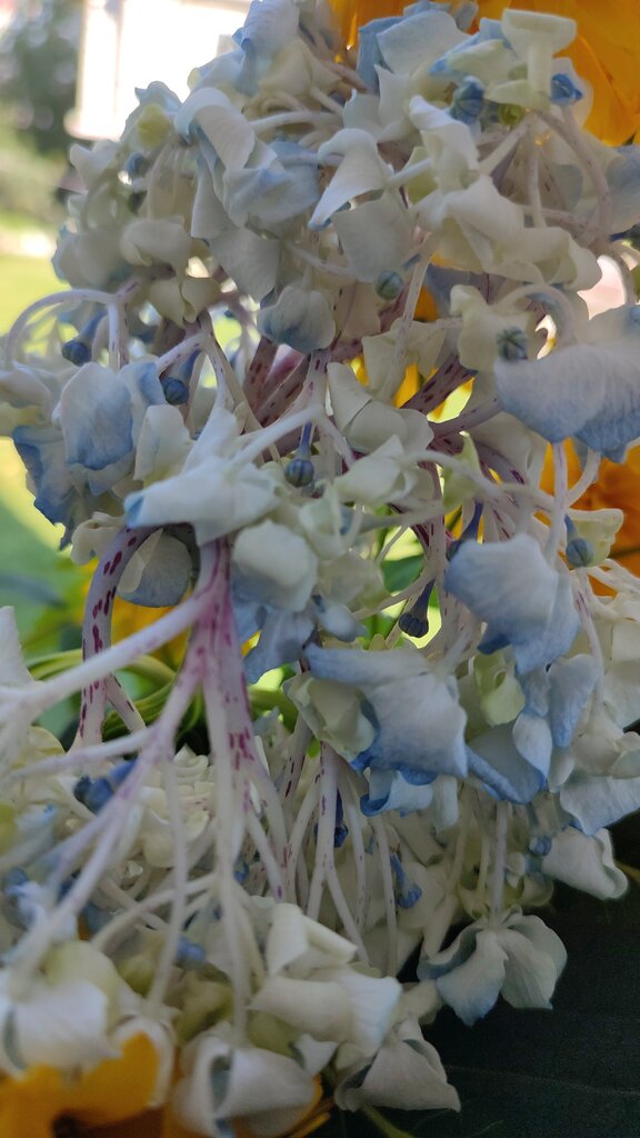 Çiçekçiler Цветы, Moskova ve Moskovskaya oblastı, foto