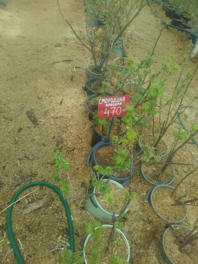 Sera ve bahçe ürünleri Садовый центр, Omsk, foto