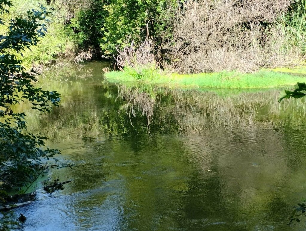 Orman урочище Сборно-Оскольская Дача, Belgorodskaya oblastı, foto