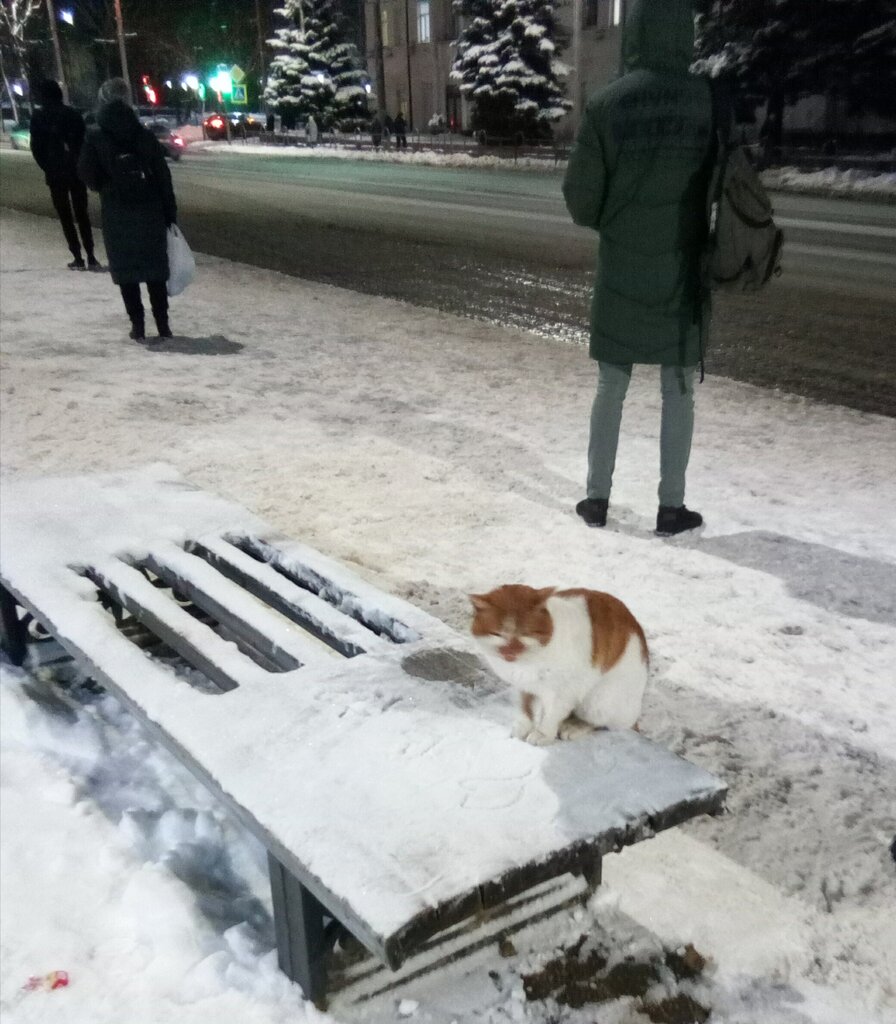 Toplu taşıma durağı СХТ, Mogiliovskaya oblastı, foto