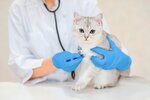 Veterinario De Serio Maria (Venice, la città di Verona, Via Mario Todeschini), tıbbi laboratuvarlar  Verona'dan