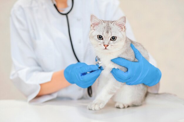Tıbbi laboratuvarlar Veterinario De Serio Maria, Verona, foto