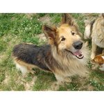 Guardería Canina Villa Perruana (Comunidad Autónoma de Valenciana, Valencia, Calle San Vicente Mártir), evcil hayvan yetiştiricileri  Valensiya'dan